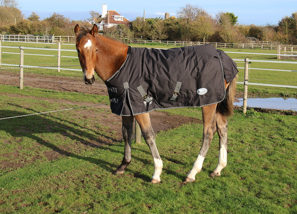 'Konig' Small Pony/Foal Outdoor Rug – Highgate Horseware
